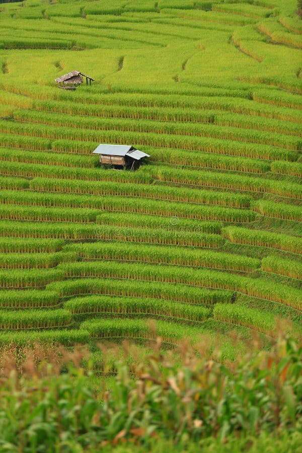 Green ladder rice field stock photo. Image of outdoor - 46825484