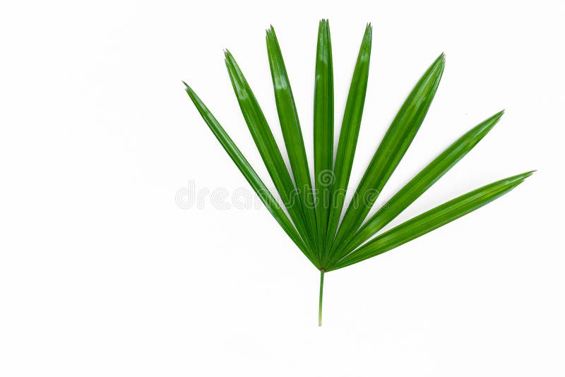 Green Lady Palm Leaf Close Up on Surface Isolated White Background ...