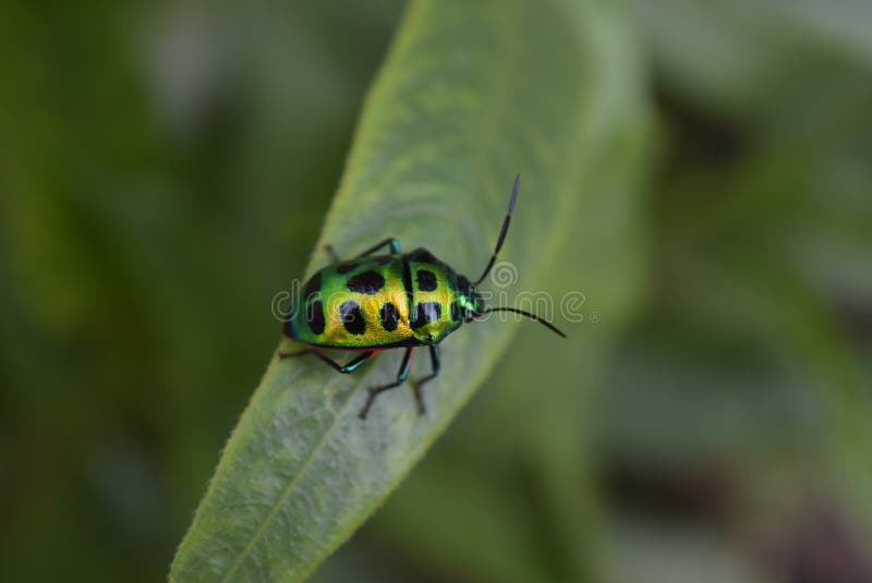 The green ladybug stock image. Image of leaf, gorgeous - 125838067