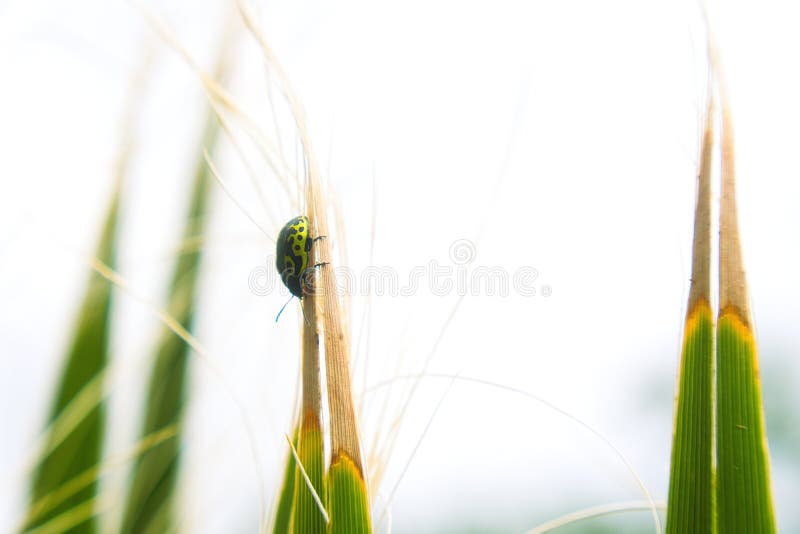 Green ladybug insect stock photo. Image of insect, wildlife - 256790652