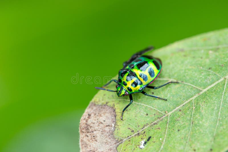 Green ladybug stock photo. Image of leaf, branch, animal - 62827434