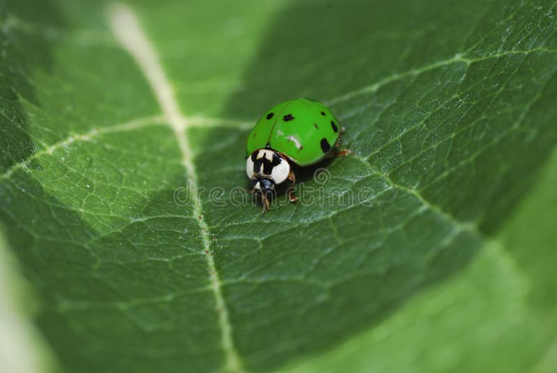 Green Ladybug Easy Guide And Identifying Them With Images