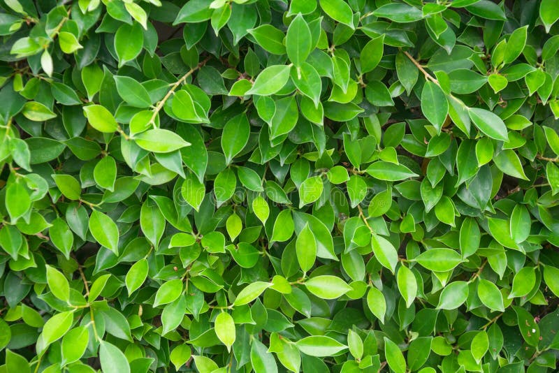 Green Laef Background Abstract Stock Image - Image of natural, bright ...