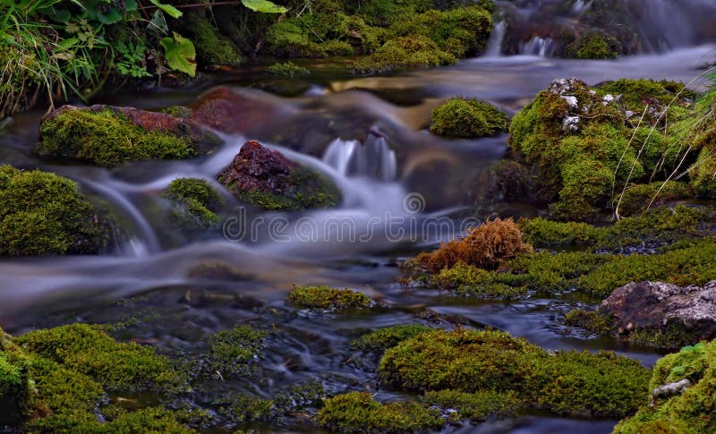 Forest and water stock photo. Image of green, tree, outdoor - 109898538