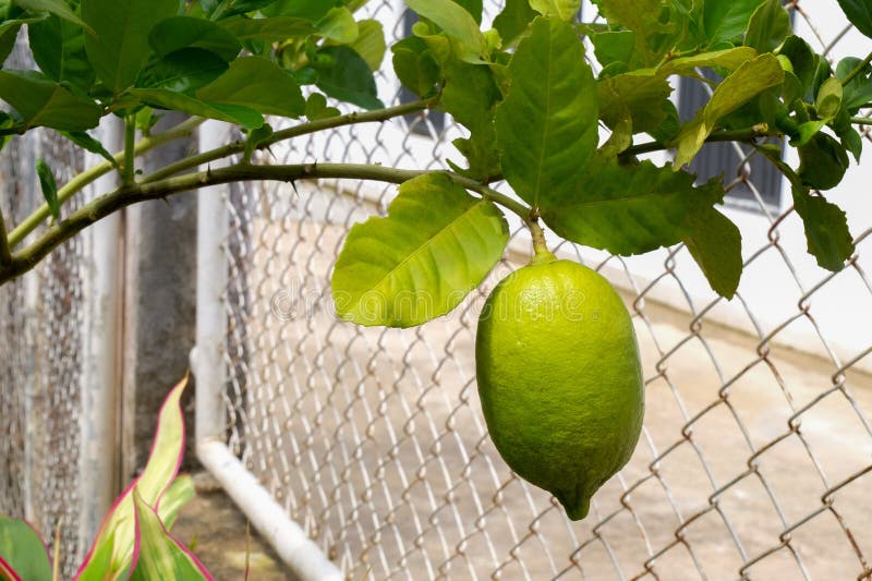 Green lamon freshness food stock image. Image of healthy - 395685871