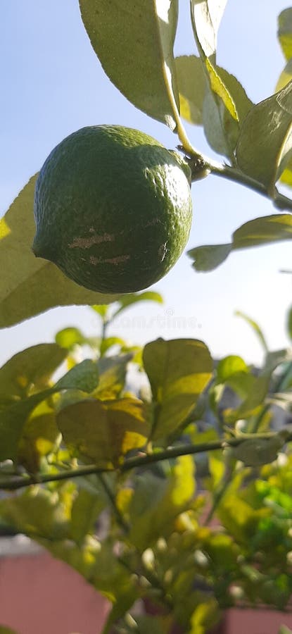 Green lamon on tree stock image. Image of produce, yellow - 202986015