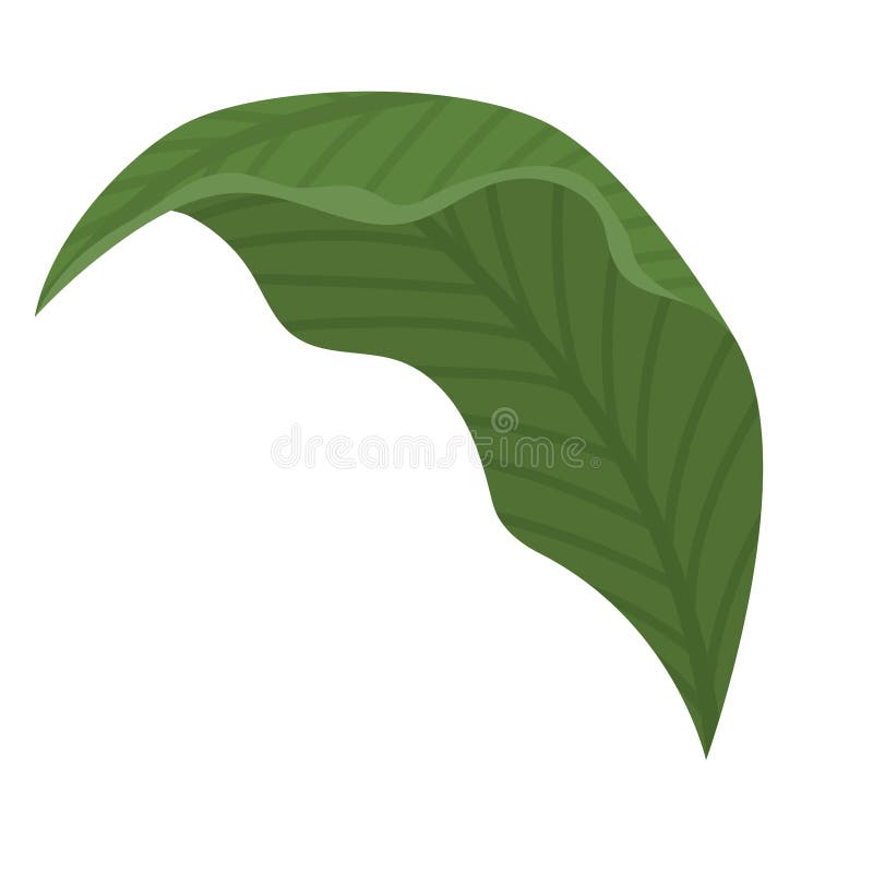 Green lanceolate leaf stock vector. Illustration of exotic - 224279217