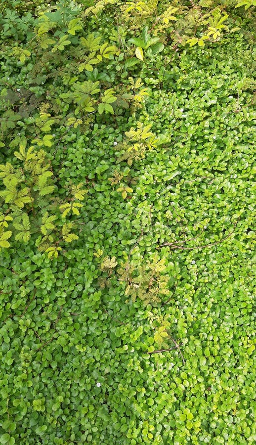 Green Land in Artistic Vertical View Stock Photo - Image of exotic ...