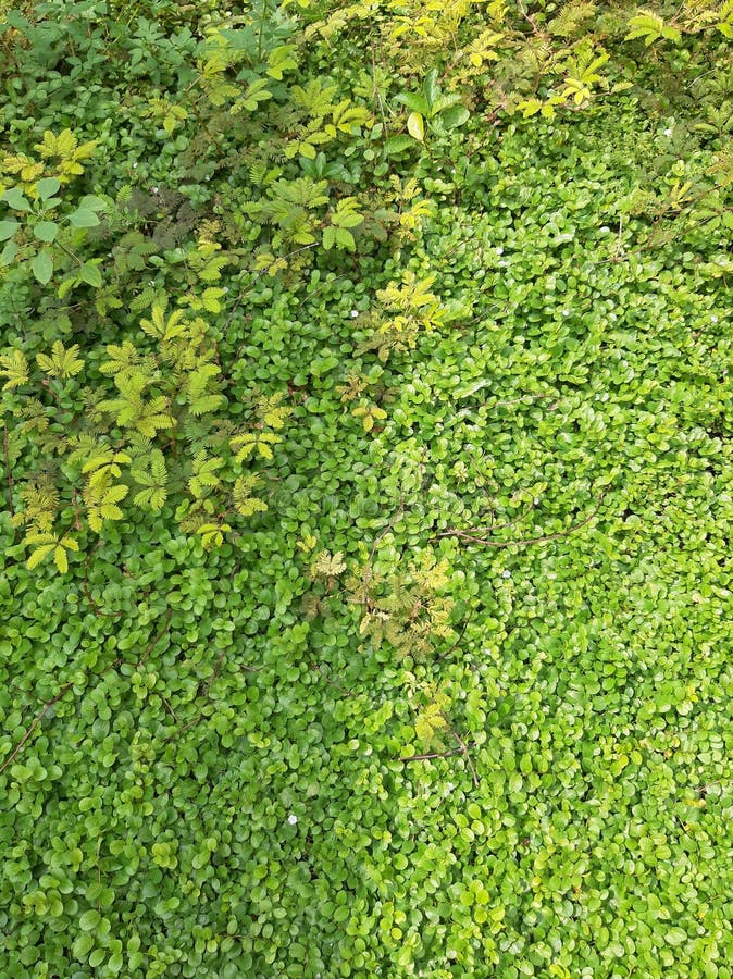 Green Land in Artistic Vertical View Stock Photo - Image of landscape ...