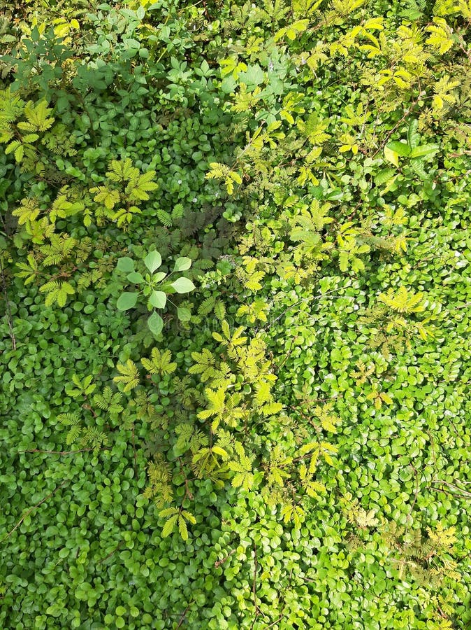 Green Land in Artistic Vertical View Stock Photo - Image of landscape ...