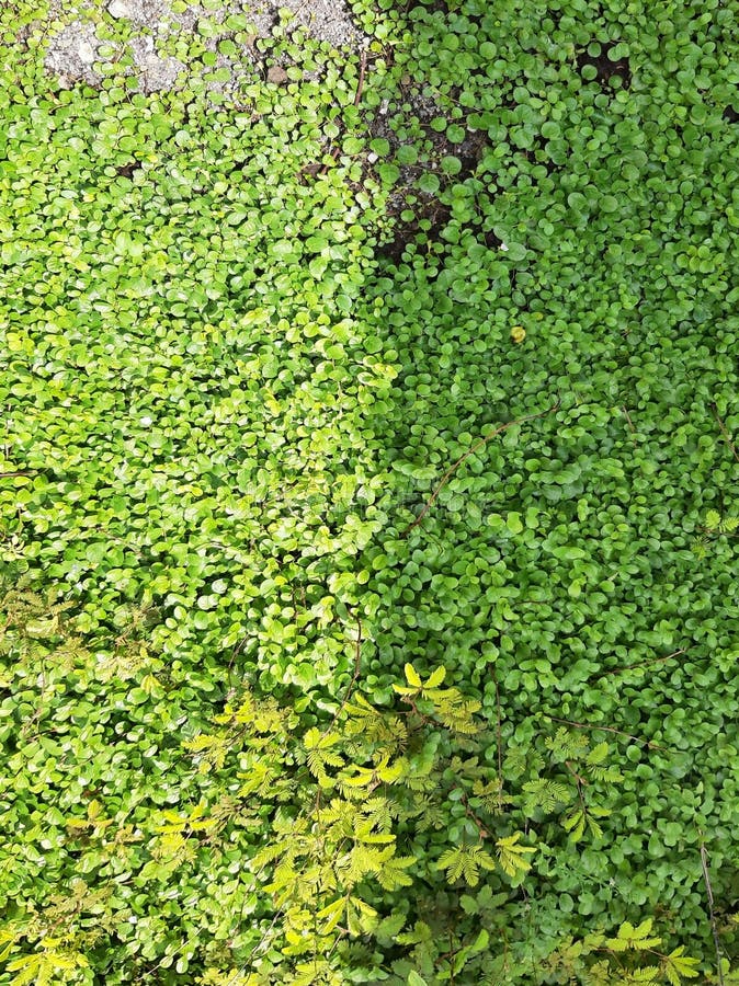 Green Land in Artistic Vertical View Stock Photo - Image of area ...