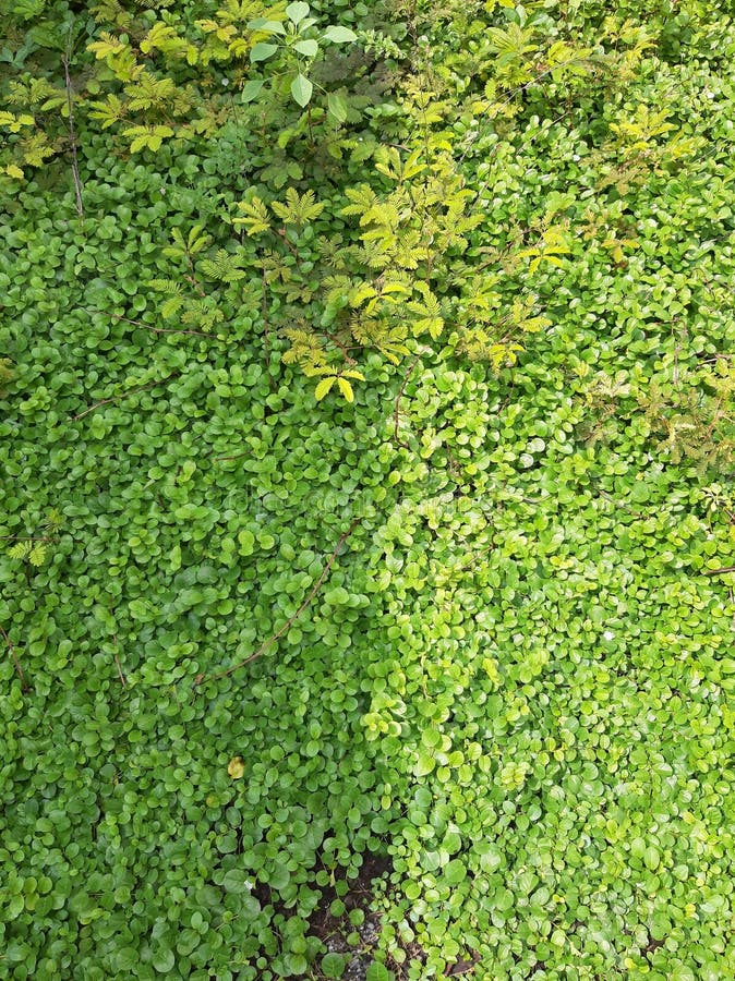 Green Land in Artistic Vertical View Stock Image - Image of interesting ...