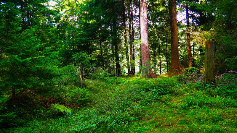 Green Land Corner in Deep Mountain Forest Stock Image - Image of green ...