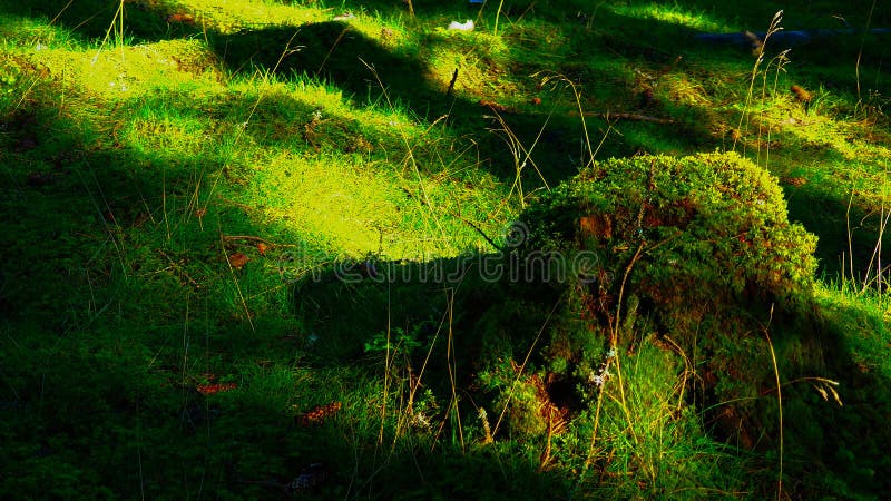 Green Land Moss Intense Moisture Landscape from Mountain Stock Photo ...