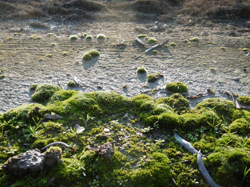 Green land with rocks stock image. Image of rock, rocks - 209173781
