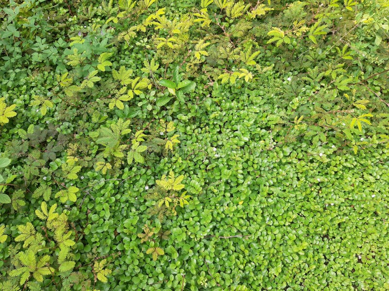 Green Land in Unique View stock photo. Image of land - 276756598