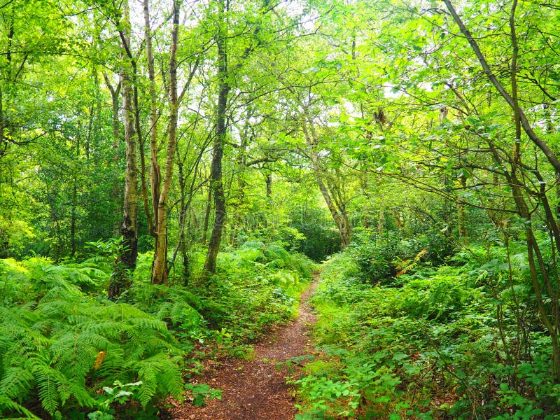 Green Land Walk in Deep Forest Stock Image - Image of forest, green ...