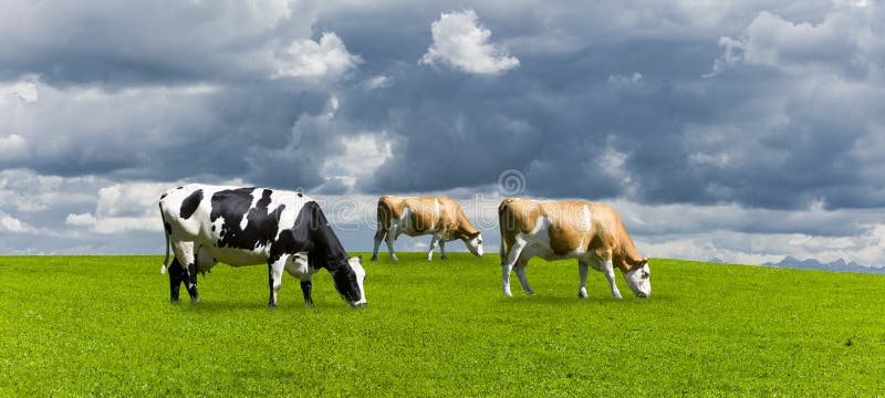 Green landscape with cows stock photo. Image of green - 192586374