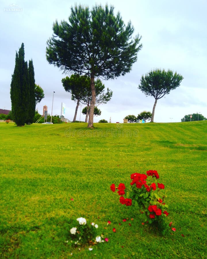 Trees in Rome, Italy stock image. Image of italian, country - 5341771