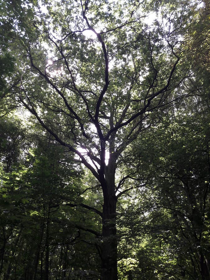High Tree with Another Life Stock Photo - Image of plants, animals ...