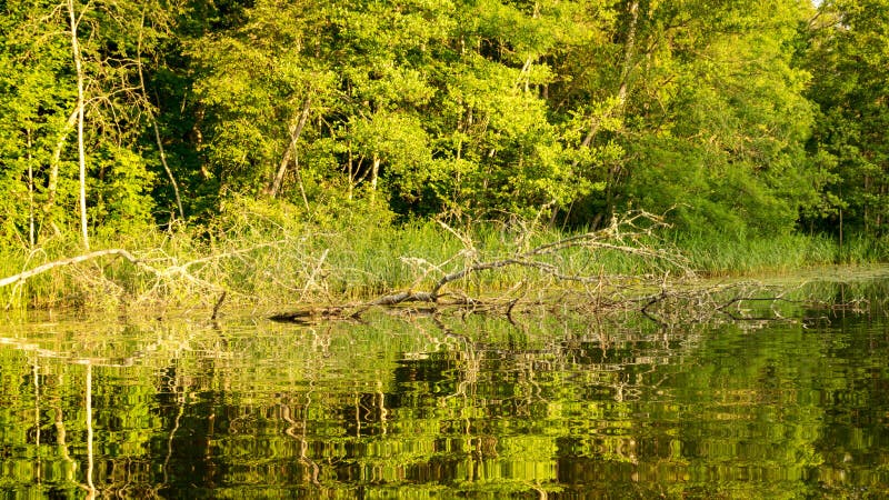 Green Landscape by the Lake, Tree Reflections in Calm Water, Summer ...