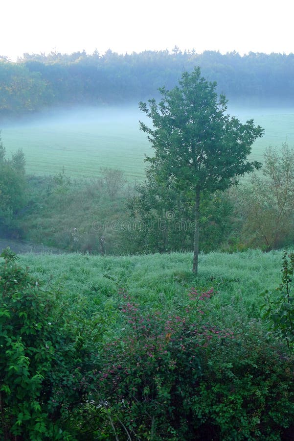 Green Landscape with Morning Fog Stock Photo - Image of bushes, shrubs ...