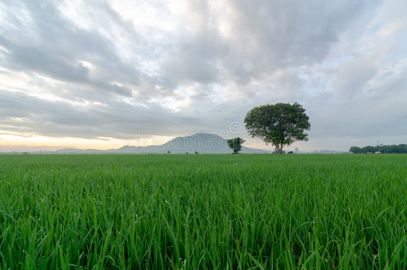 Landscape Paddy Field and Small River Stock Photo - Image of botany ...