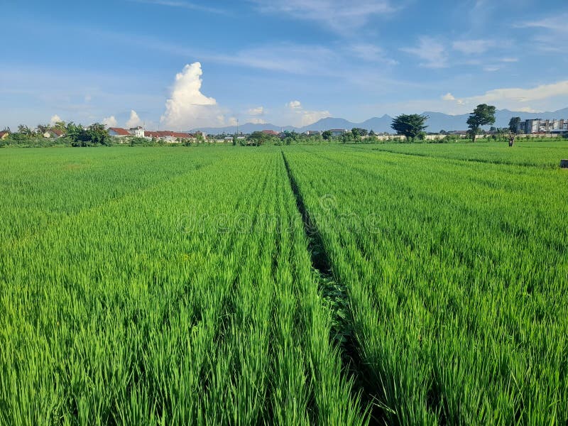 Green Landscape of Rice Fields on Lombok Island, Indonesia Stock Photo ...