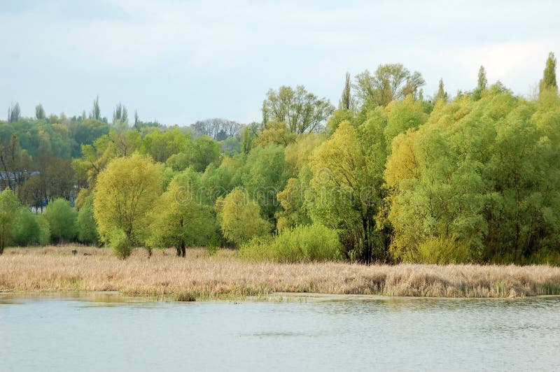 Green Landscape with River and Tree Stock Photo - Image of bulrush ...
