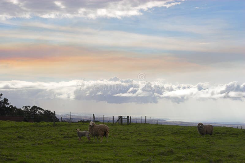Green landscape and sheep stock image. Image of hawaii - 9128483