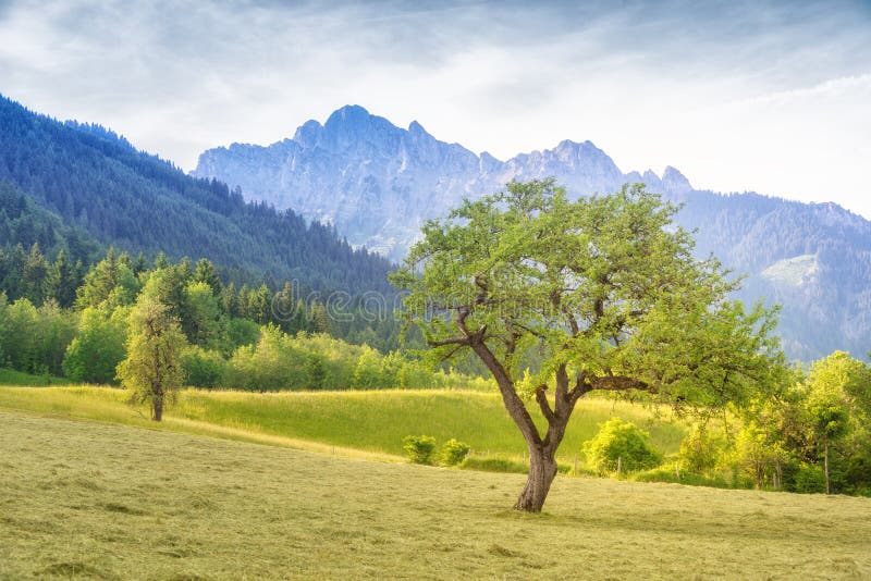 Green Landscape with Single Tree Stock Image - Image of cloud, alps ...