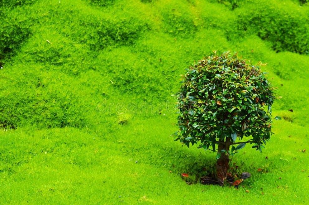 Green landscape stock image. Image of single, landscape - 78400033