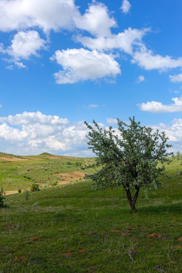 Green Landscape and Single Tree View, Wonderful Spring Views Stock ...
