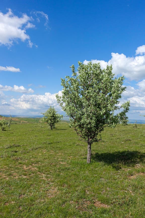 Green Landscape and Single Tree View, Wonderful Spring Views Stock ...