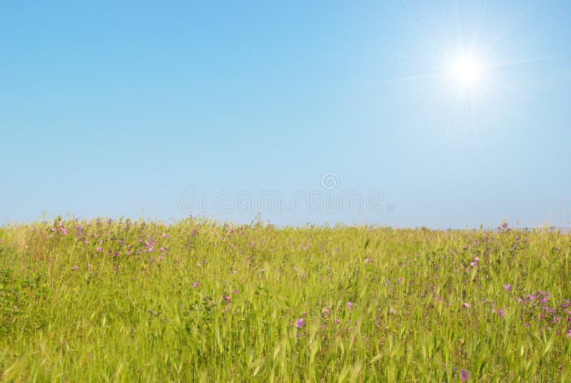 Green Landscape with the Sun. Stock Photo - Image of farm, nature: 10930966