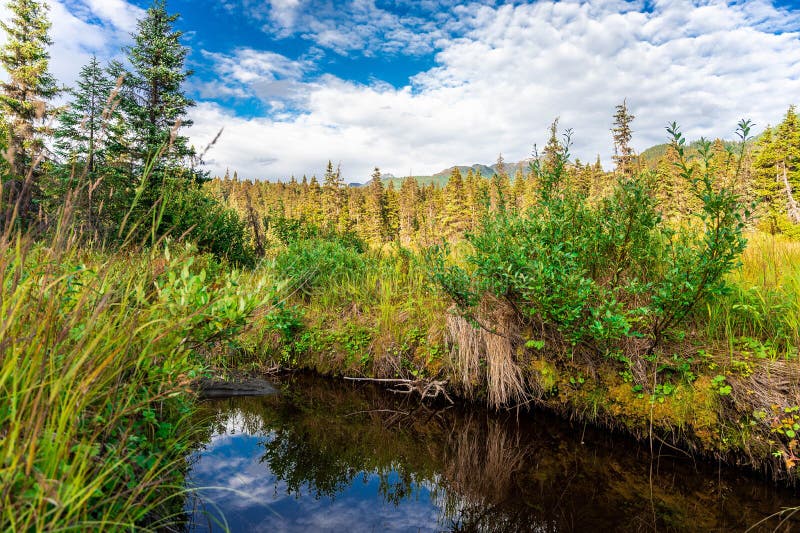 Green Landscape with Trees and Grass Stock Image - Image of grass ...