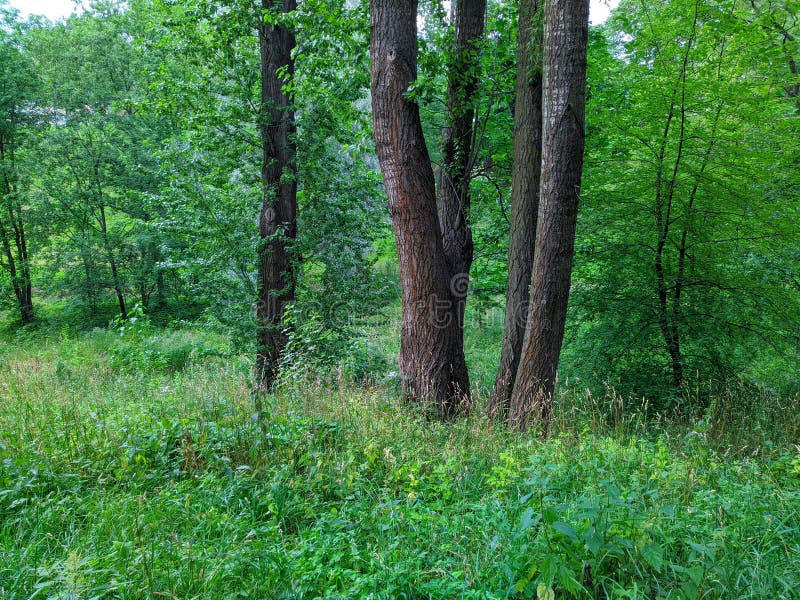 Green Landscape of Trees and Grass in Summer Stock Photo - Image of ...