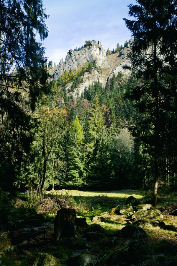 Green Landscape with Trees and Path Stock Photo - Image of pine, nature ...