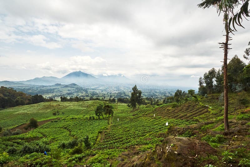 Landscape View in Virunga Reserve, Rwanda Stock Photo - Image of ...