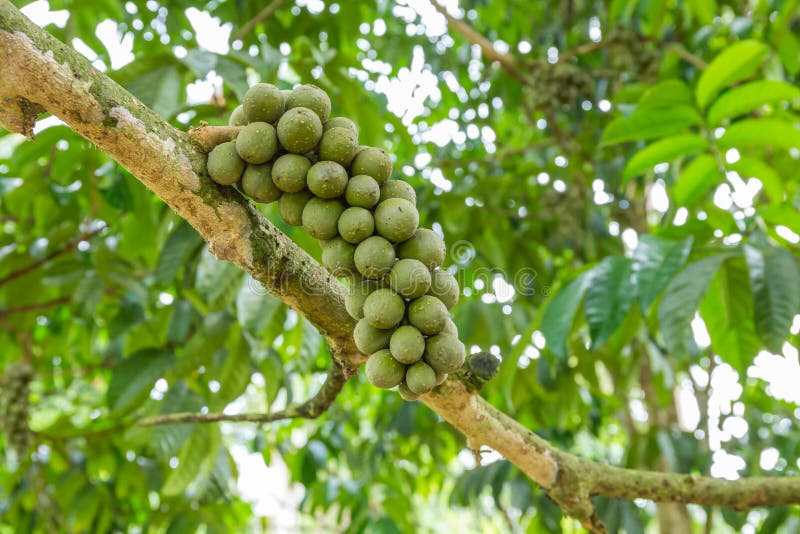 Green Lansium domesticum stock photo. Image of fresh - 30842026