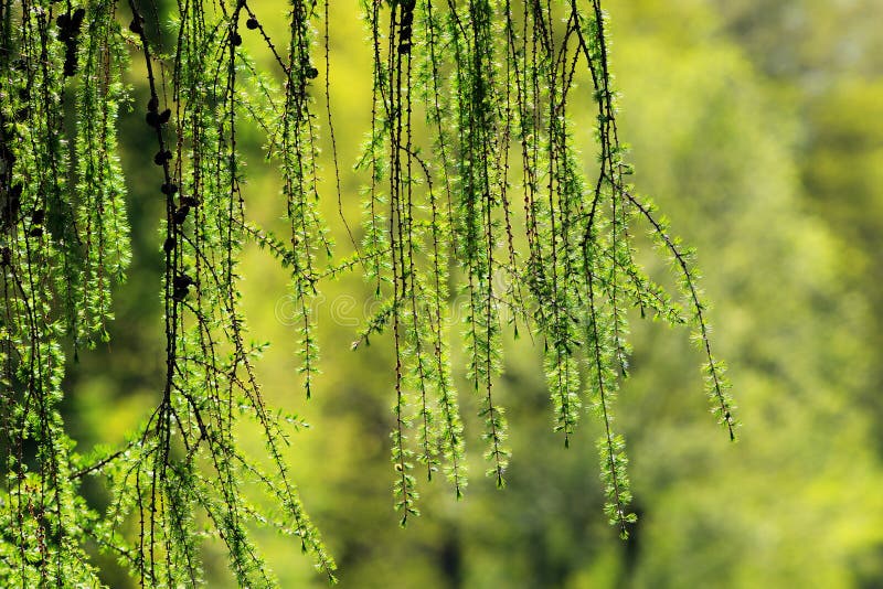 Green larch branches stock photo. Image of season, coniferous - 104941110