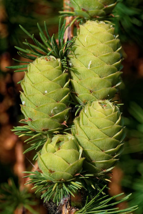 Green larch strobili stock photo. Image of forest, megastrobilus ...