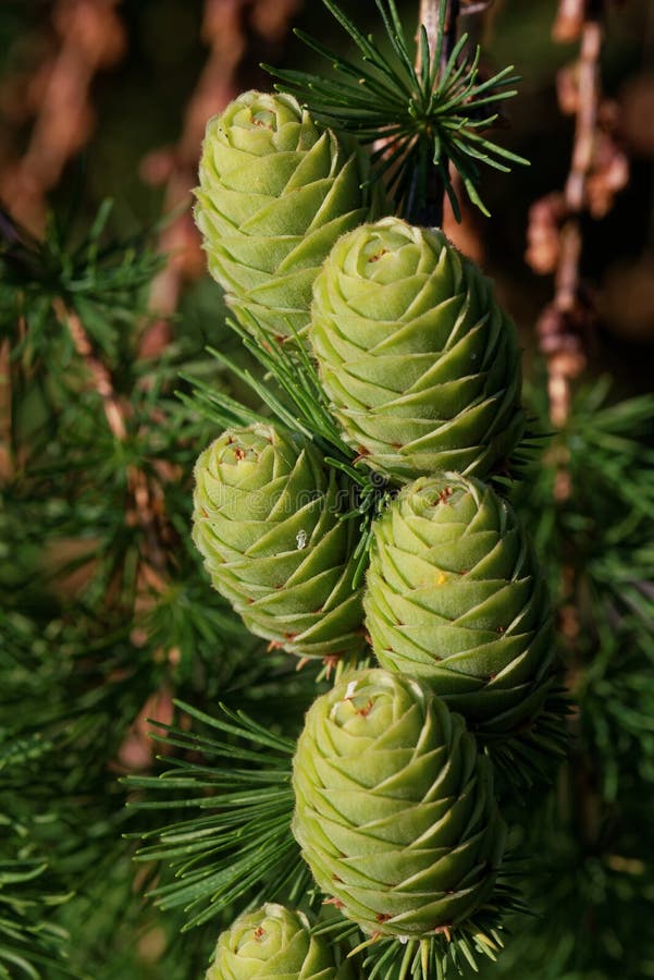 Green larch strobili stock photo. Image of female, eurolepis - 150044442