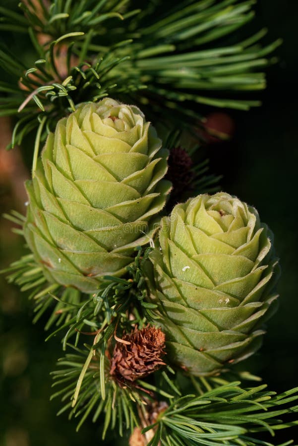 Green larch strobili stock photo. Image of pollen, microsporangia ...