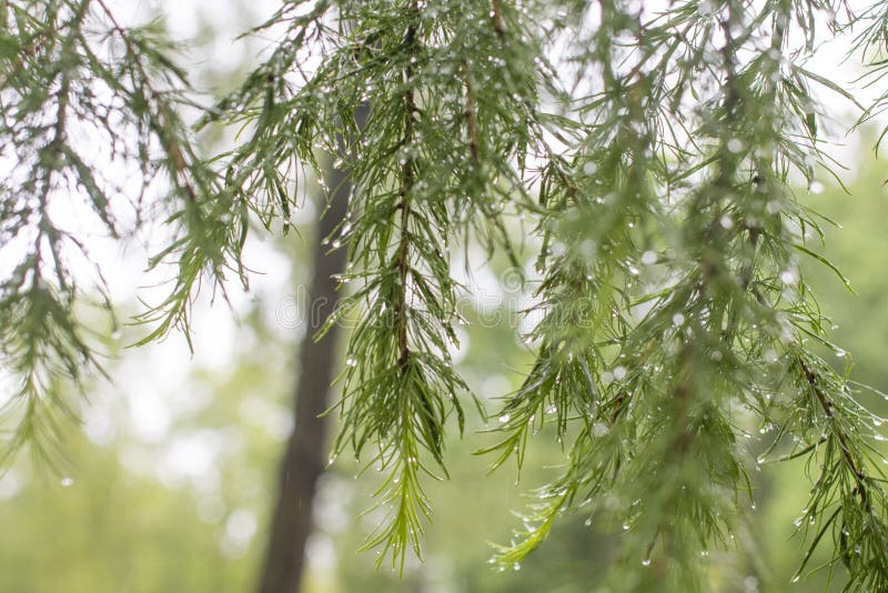 Green larch. stock image. Image of nature, needle, pine - 185383547