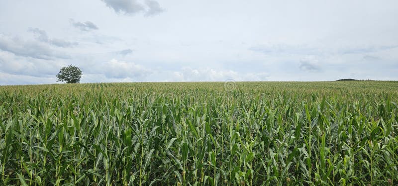 Large Corn Field There are Alternating Shades of Green and Light Brown ...