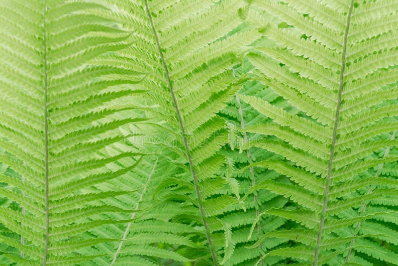 Green Large Fern Leaf Close-up Stock Image - Image of environment ...