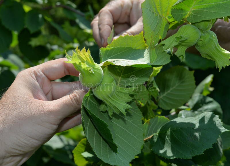 Old Large Hazelnut Tree View from Ground on Top, Close Up Trunk Texture ...