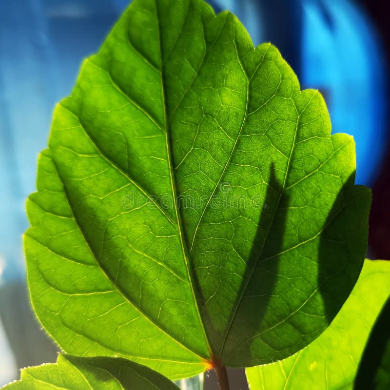 A Green Large Leaf of a Tree is Illuminated from Behind Stock Photo ...