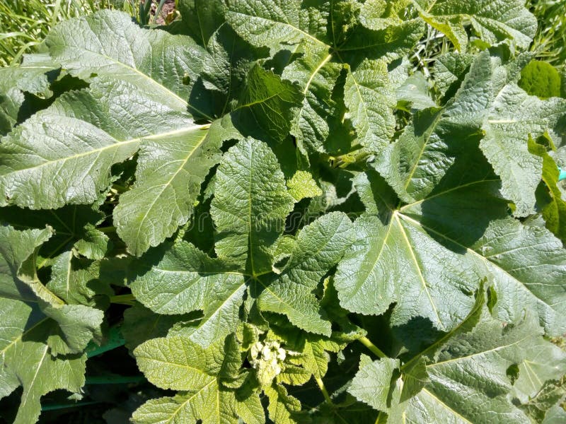 Green Large Leaves Spring Plant Closeup Stock Photo - Image of green ...